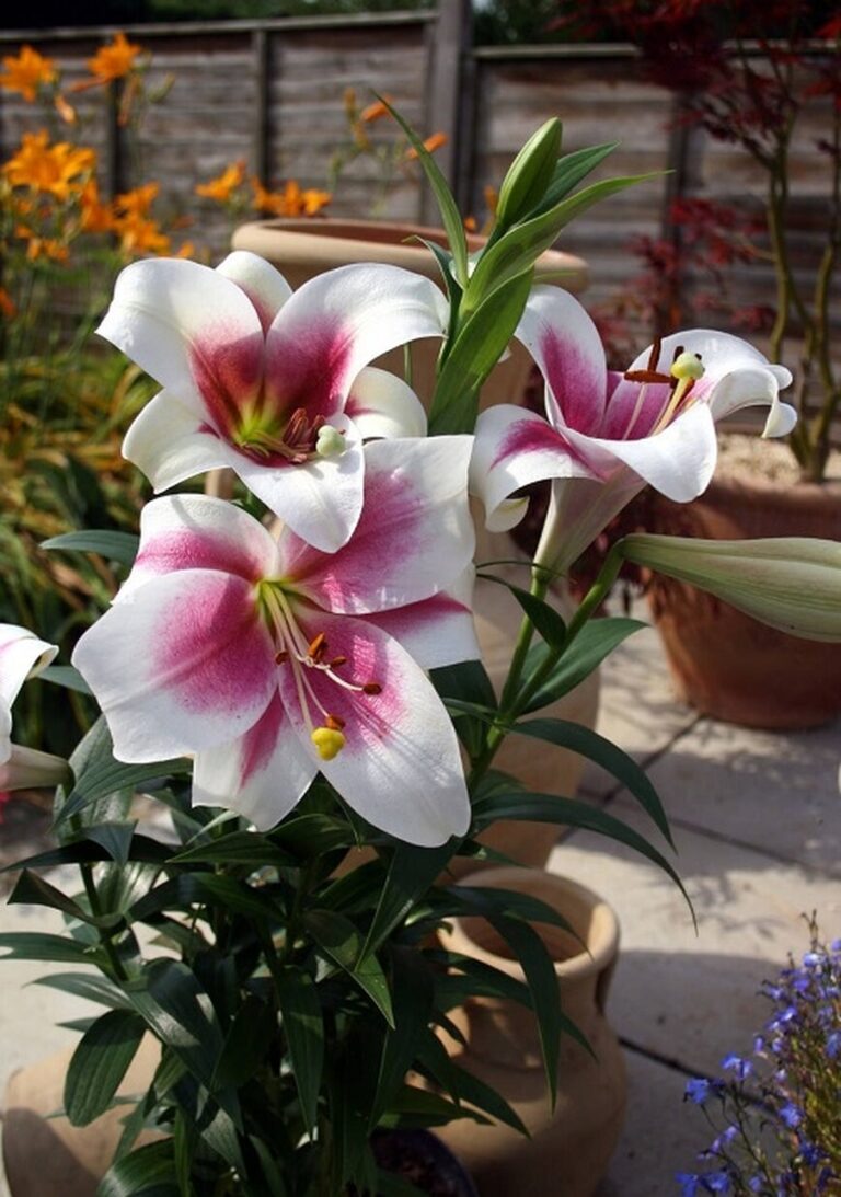 20 Stunning Pink Lily Varieties That Brighten Any Garden