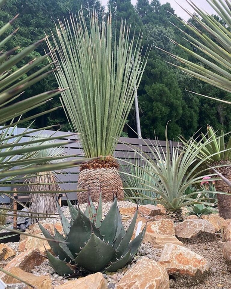 21 Gorgeous Spiky Plants That Will Transform Your Garden