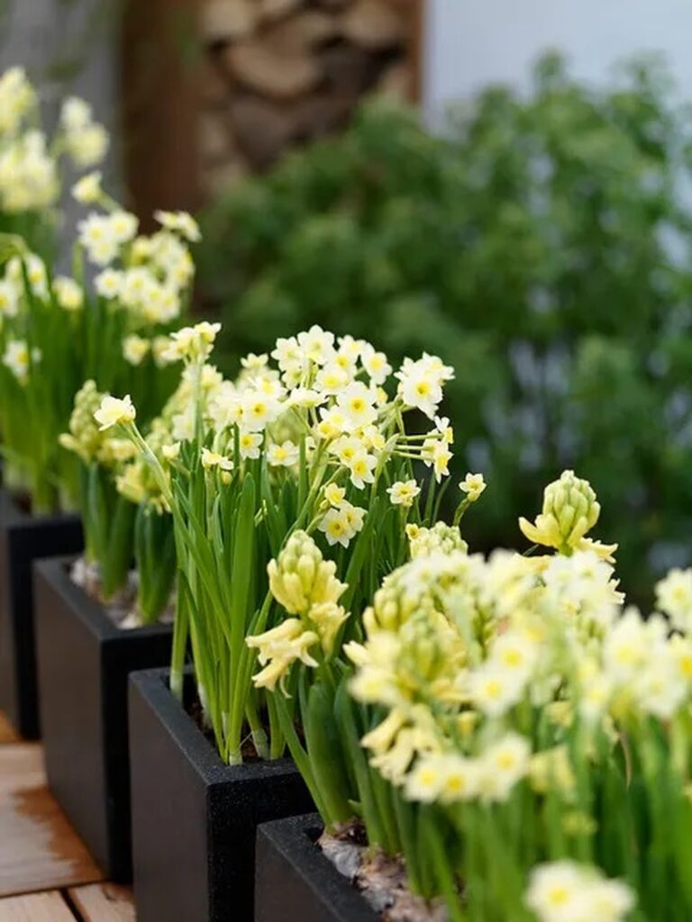 32 Enchanting Chinese Flowers That Bloom With Eastern Charm