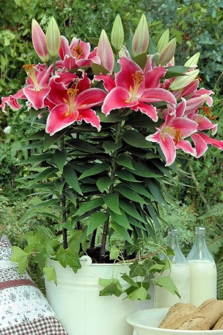 50 Beautiful Types of Cut Flowers for a Cut Flower Garden