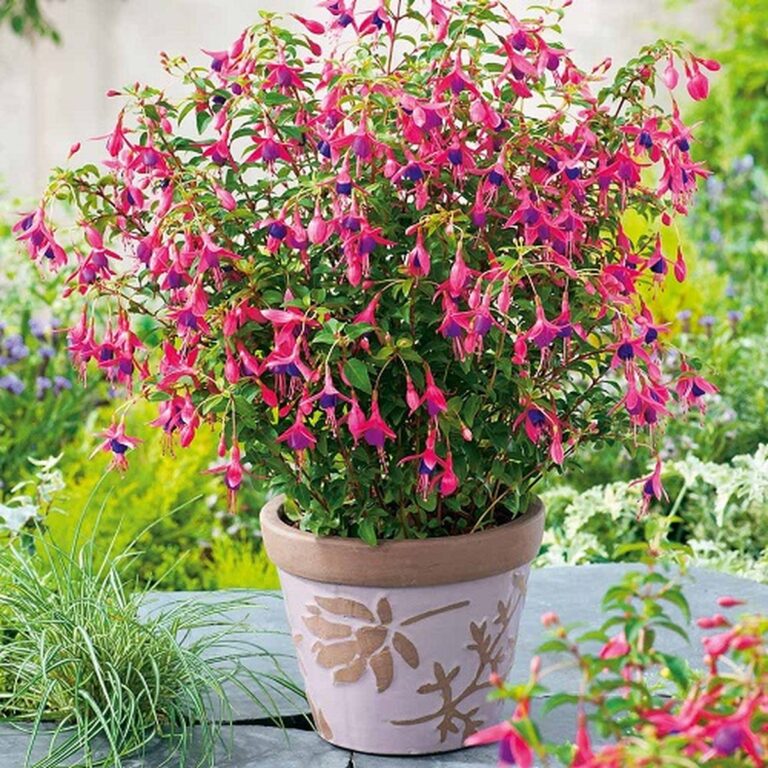 16 Gorgeous Fuchsia Variety Colors That Gardeners Adore
