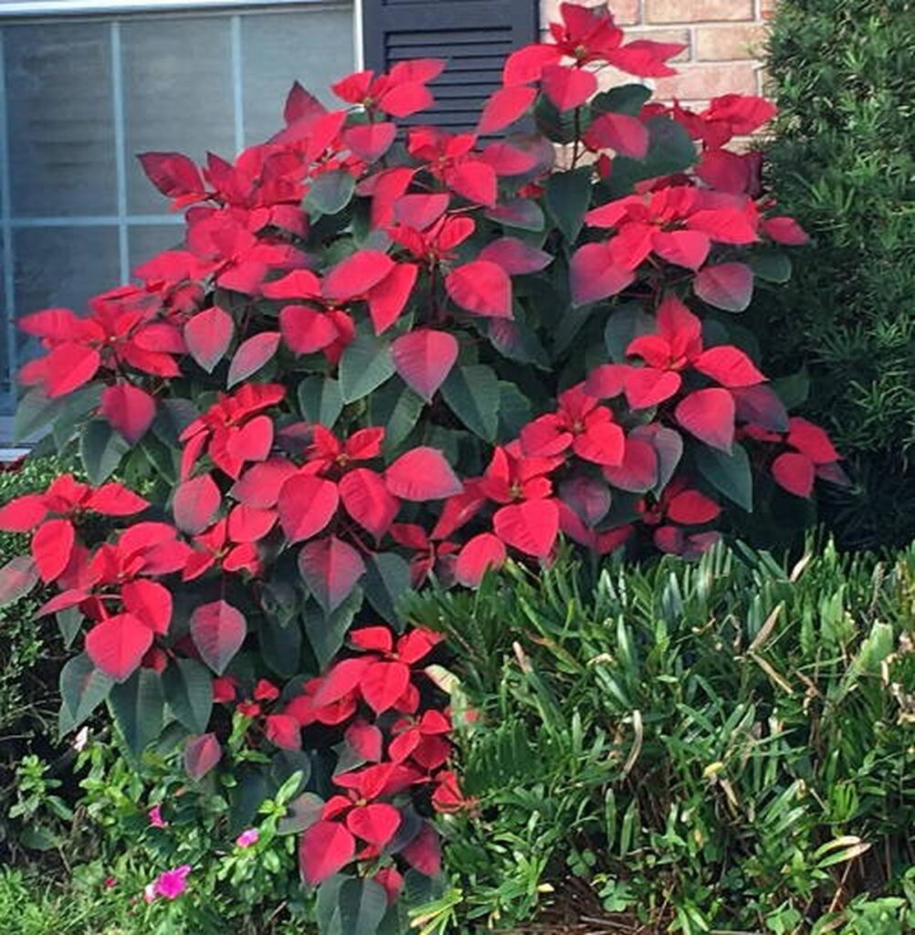 32 Stunning Types of Poinsettia Color Pictures to Brighten Your Day