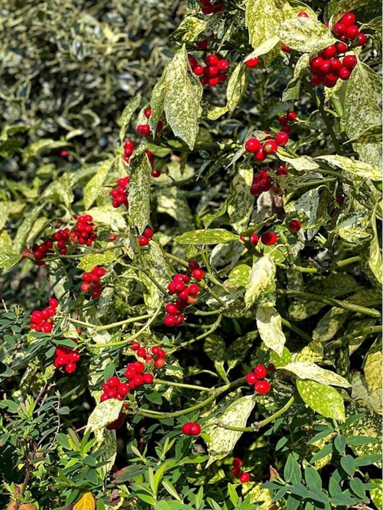 26 Gorgeous Shrubs and Bushes with Red Berries to Brighten Your Yard