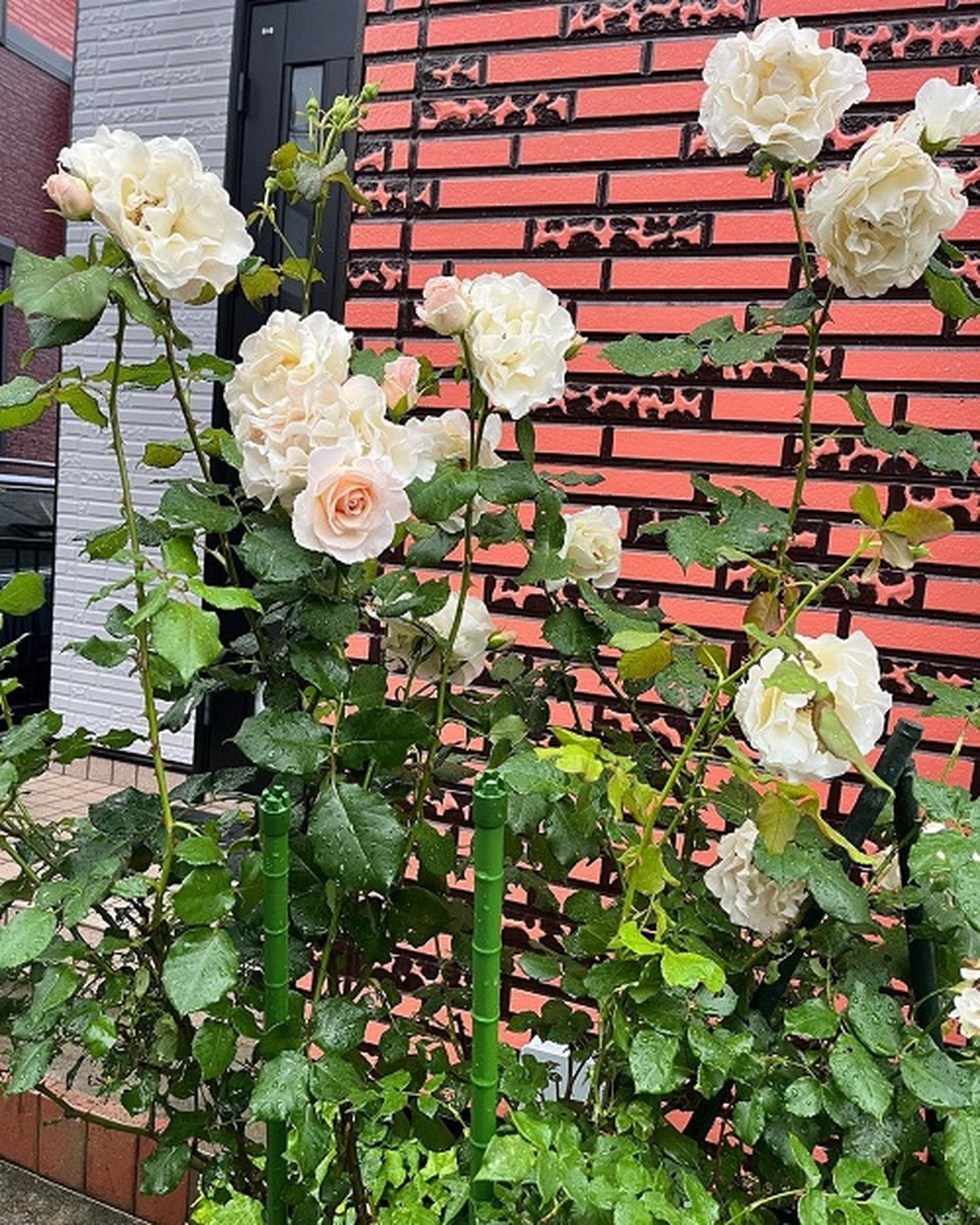 12 Ideal Long Stem Roses to Beautify Your Garden