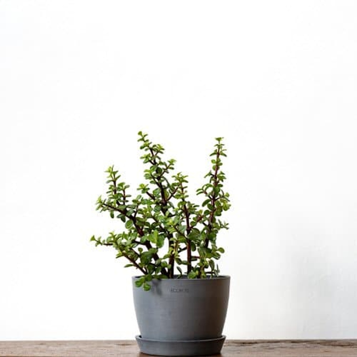 12 Stunning Round Leaf Houseplants That Brighten Any Home