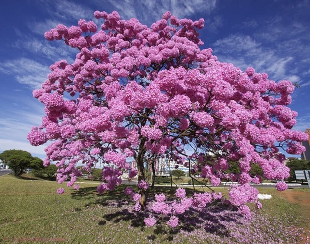 14 Ideal Pink Flowering Trees in Florida to Explore