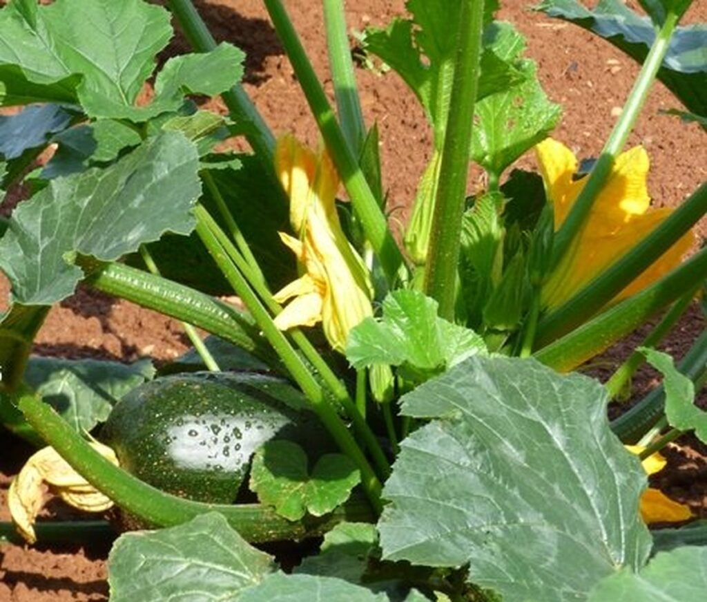 38 Delicious Types of Squash: Best Varieties for Your Garden