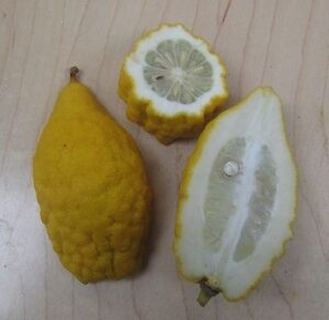 22 Different Types of Lemons (with Pictures)