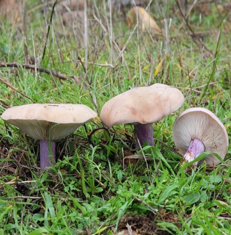 62 Fascinating Mushroom Names to Explore