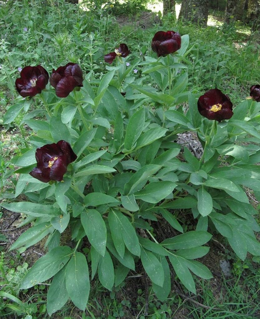 22 Beautiful Greek Flowers to Brighten Your Garden Today