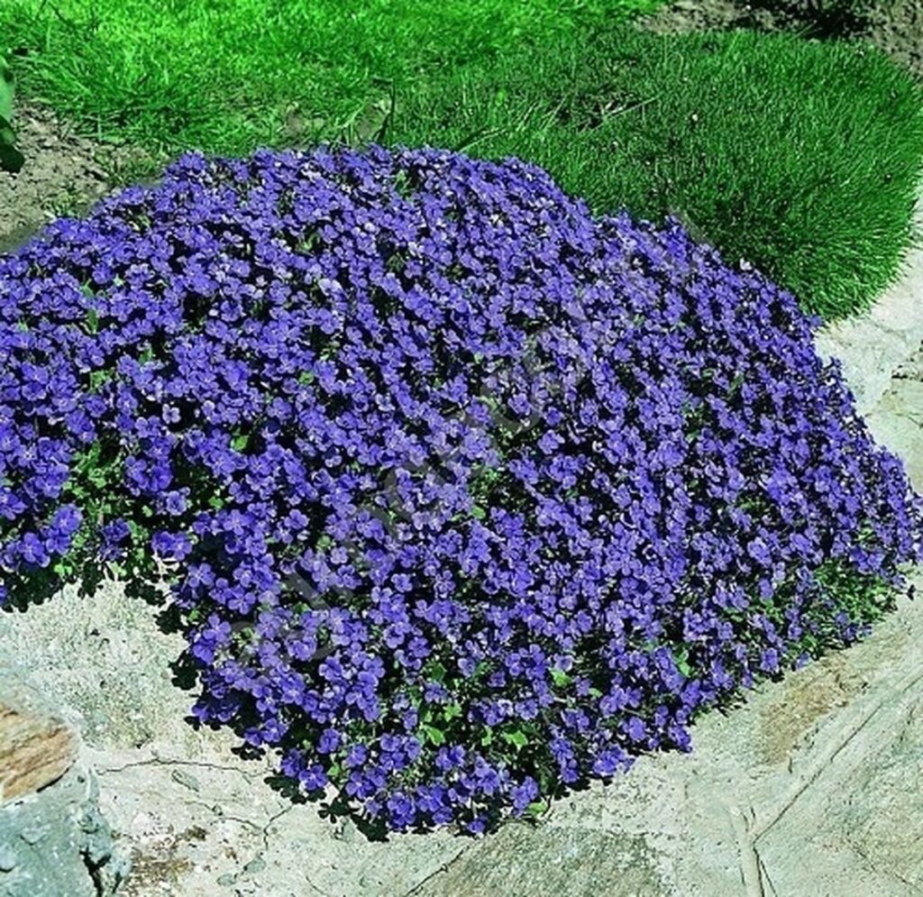 17 Stunning Navy Blue Flowers to Brighten Your Garden