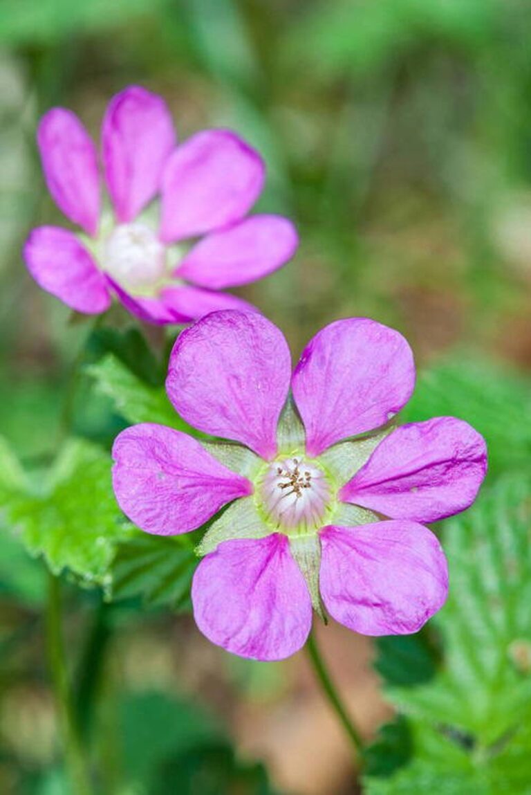 28 Lovely Swedish Flowers That Add Charm