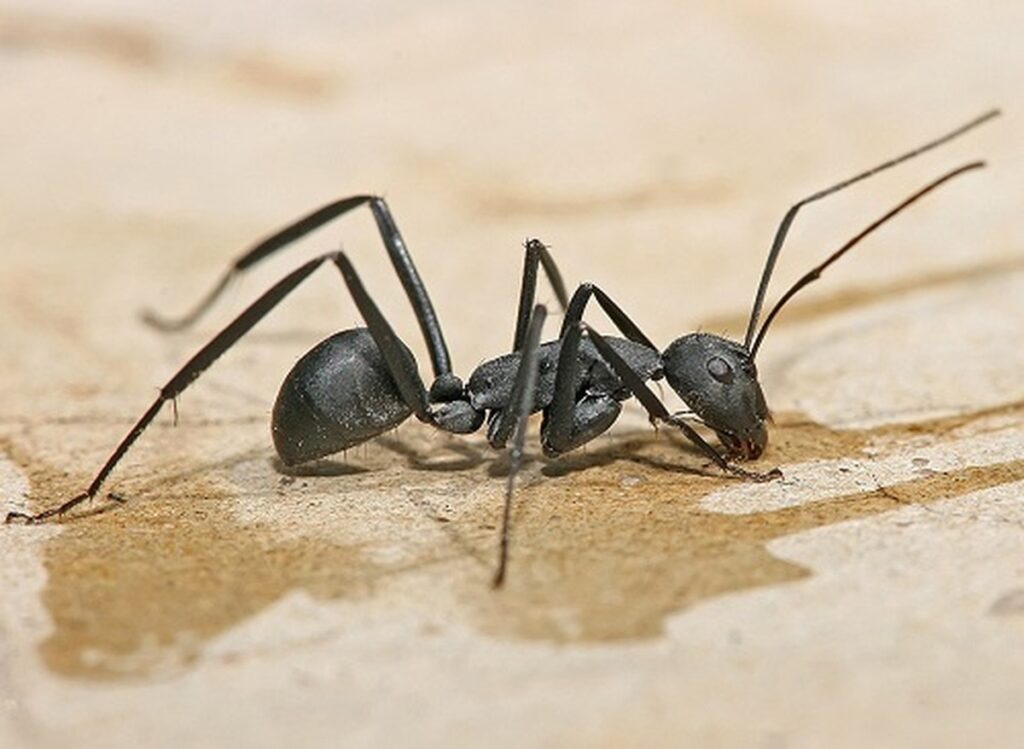 8 Sneaky Bugs That Look Like Termites: Don't Be Fooled!
