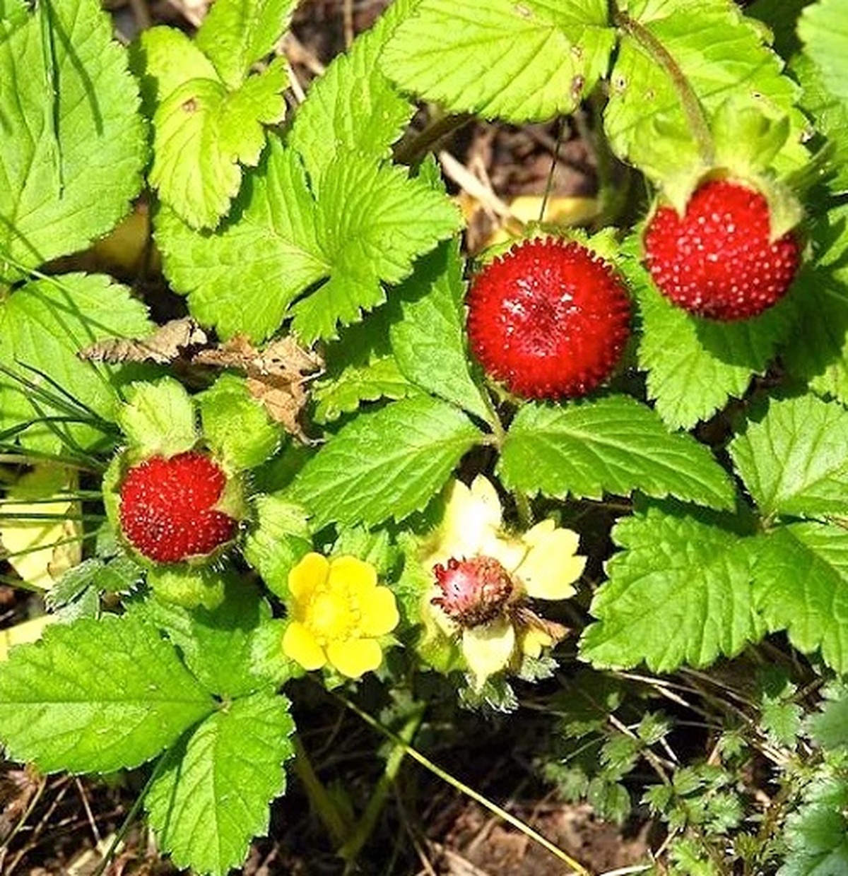 8 Fascinating Berries that Look Like Strawberries - Meet Them All!