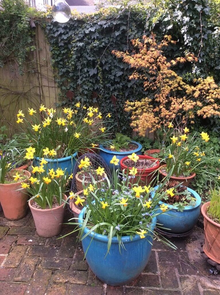 22 Beautiful Wildflowers For Pots That Bloom All Season Long