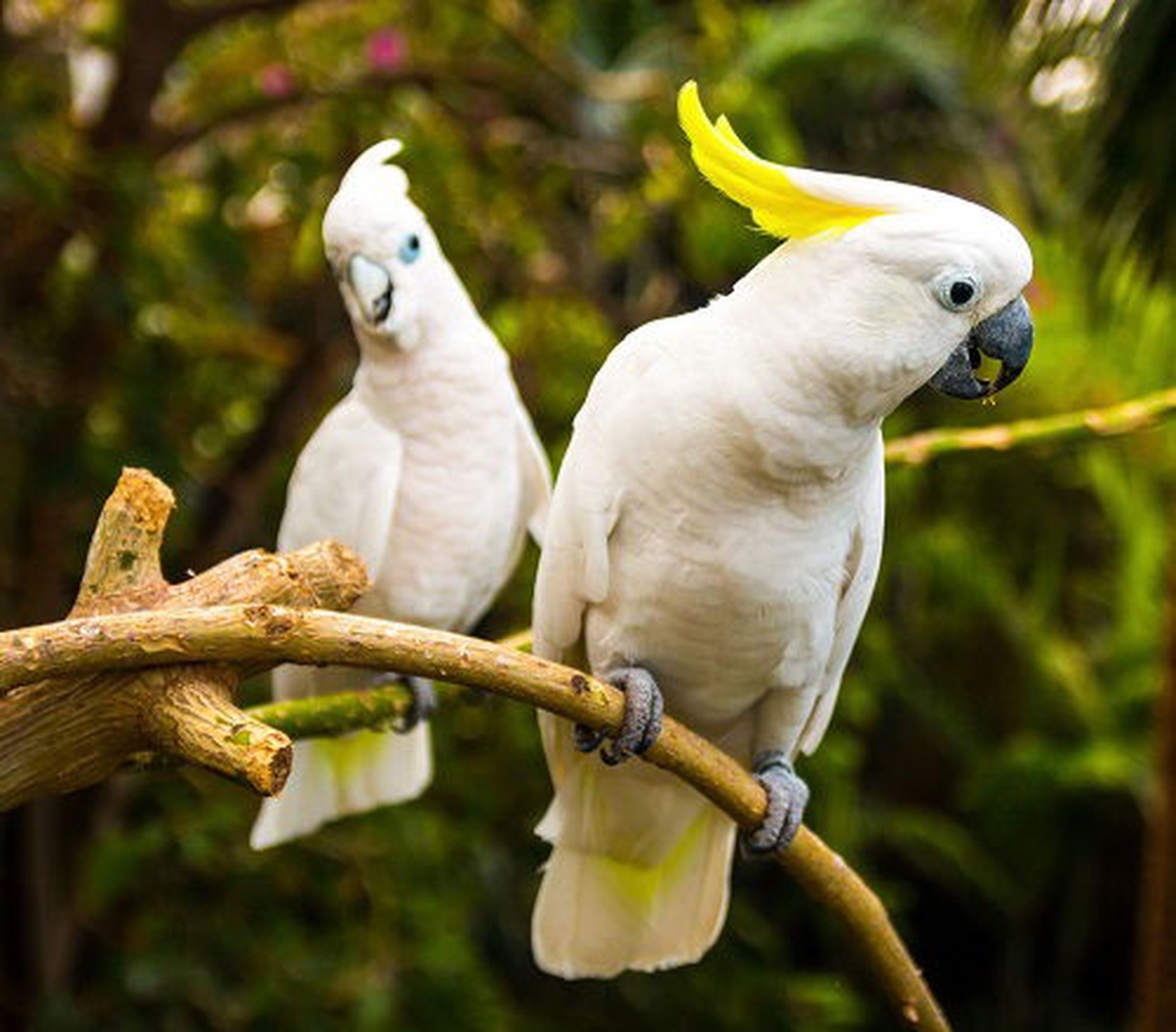 5 Most Hilariously Clueless Birds in the World