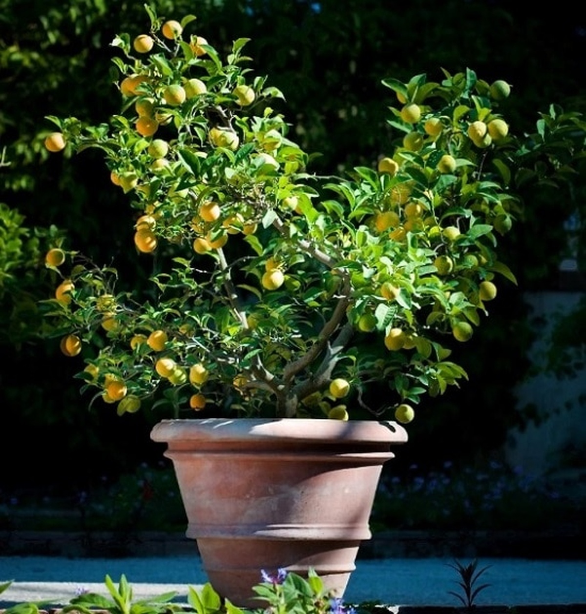 6 Amazing Lemon Varieties in California That Brighten Any Garden