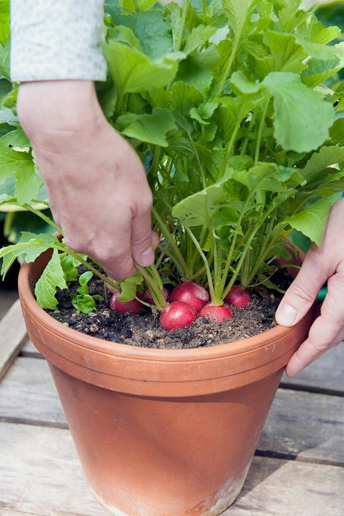 7 Vibrant Red Root Vegetables to Brighten Your Garden