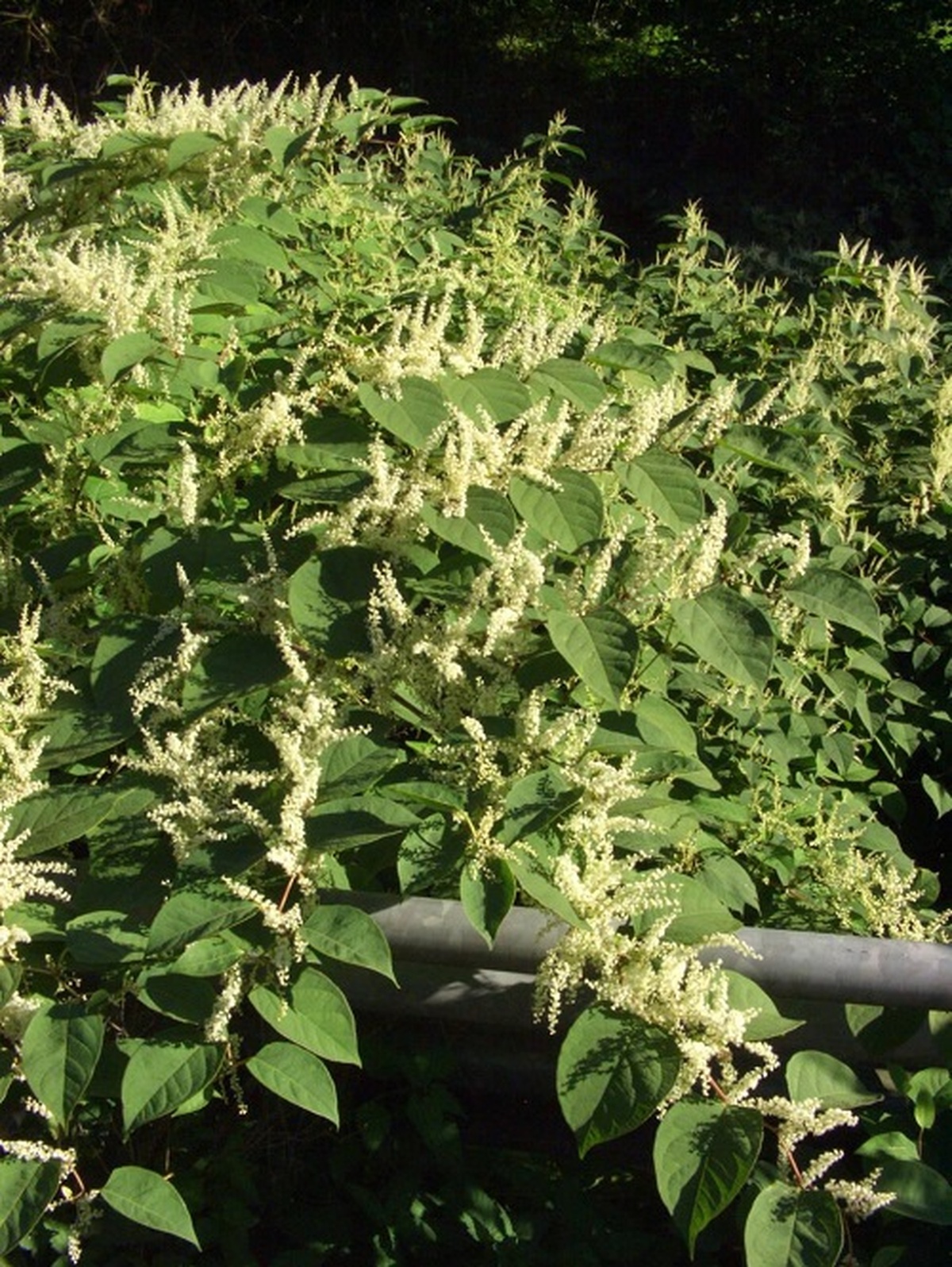 7 Fascinating Weeds that Look Like Trees - Spot These Garden Mimics!