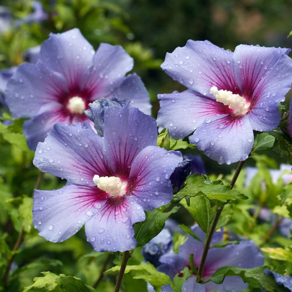 35 Stunning Multicolor Flowers That Will Brighten Your Garden
