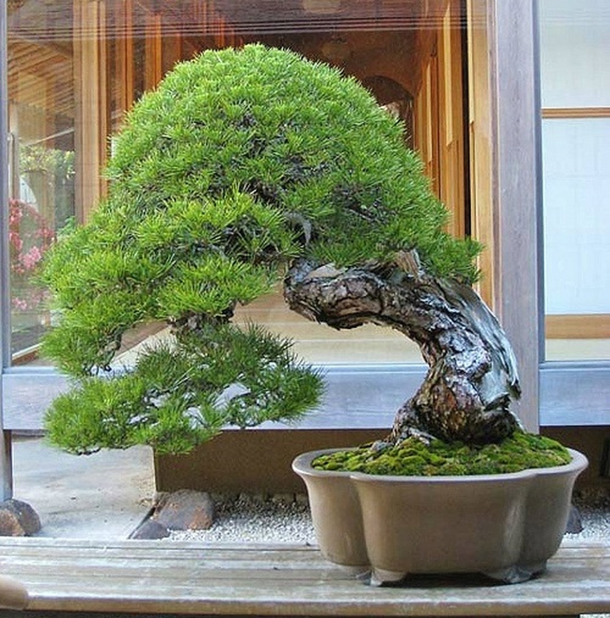 14 Oldest Bonsai Trees in the World That Will Amaze You