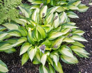 25 Stunning Purple Hostas To Brighten Your Garden Space