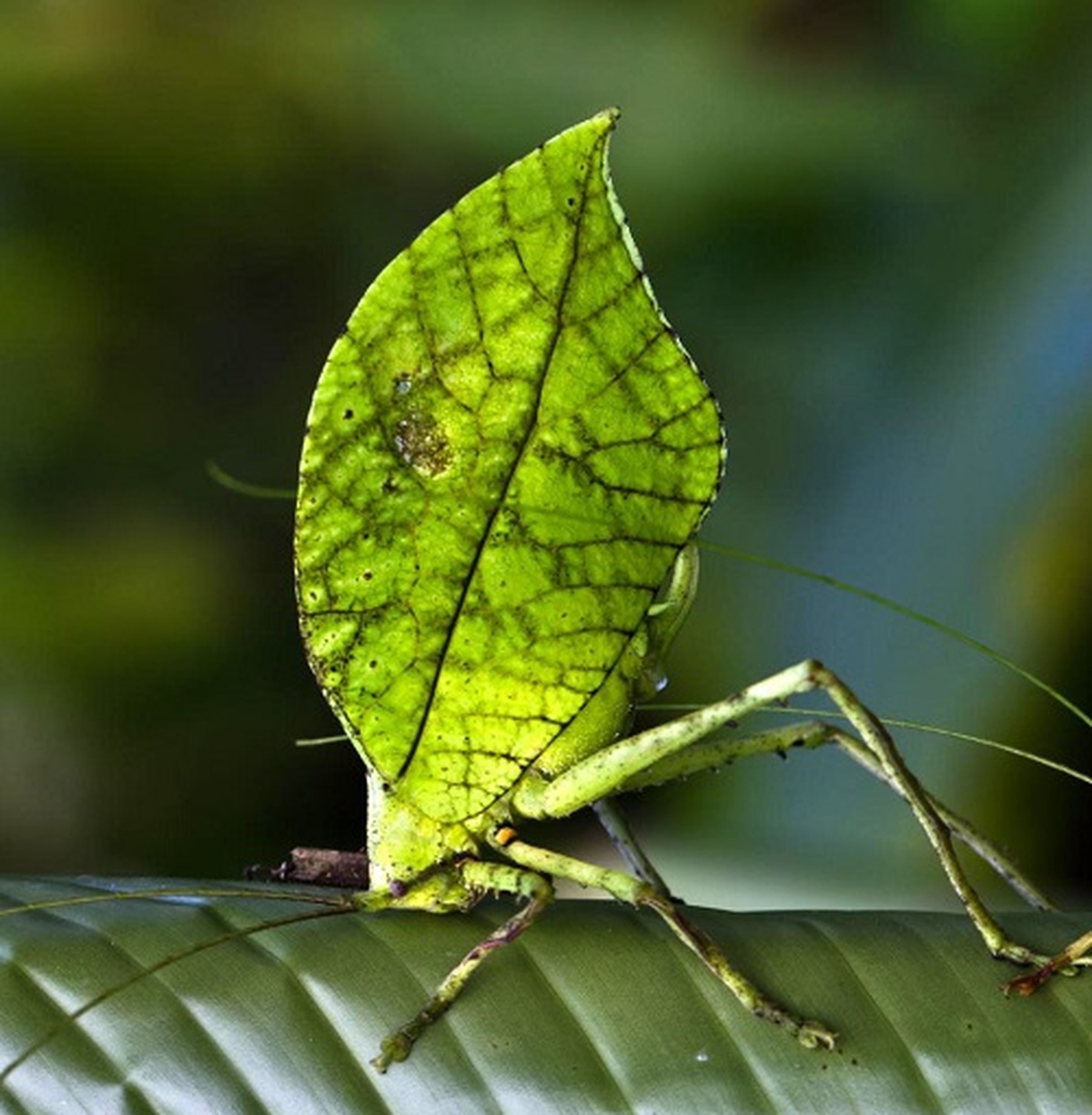 12 Fascinating Green Bugs That Look Like Leaves - Nature's Tricksters