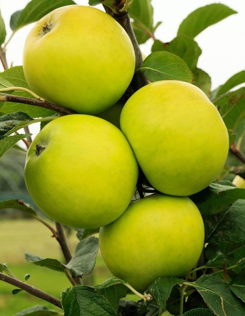 31 Delicious Green Apple Varieties to Taste This Season