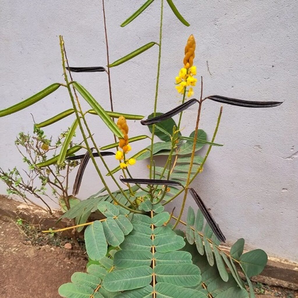 43 Fascinating Plants from Jamaica That Brighten Any Garden