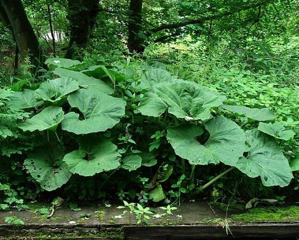 27 Stunning Big Leaf Outdoor Plants for Garden