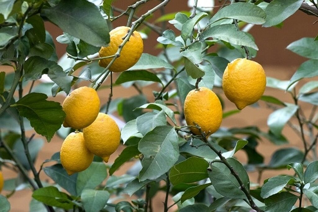 22 Different Types of Lemons (with Pictures)