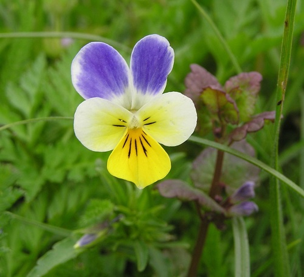 13 Beautiful Flowers That Look Like Cats - Nature's Adorable Mimics