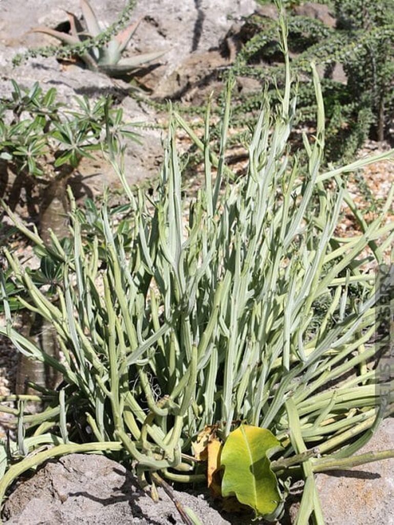 19 Stunning Senecio Varieties to Brighten Gardens