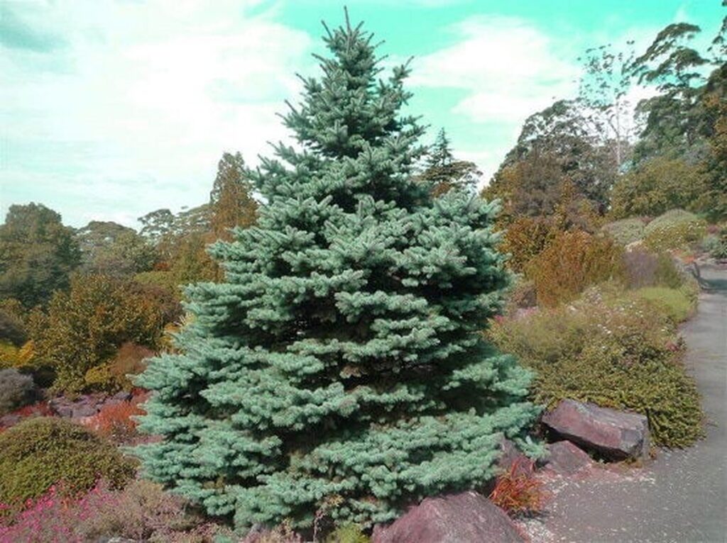 13 Beautiful Types of Spruce Trees to Brighten Your Landscape