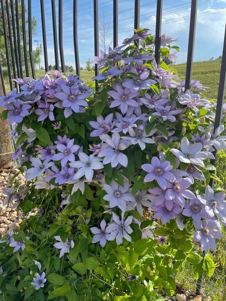 20 Stunning Clematis With Blue Flowers That Brighten Gardens