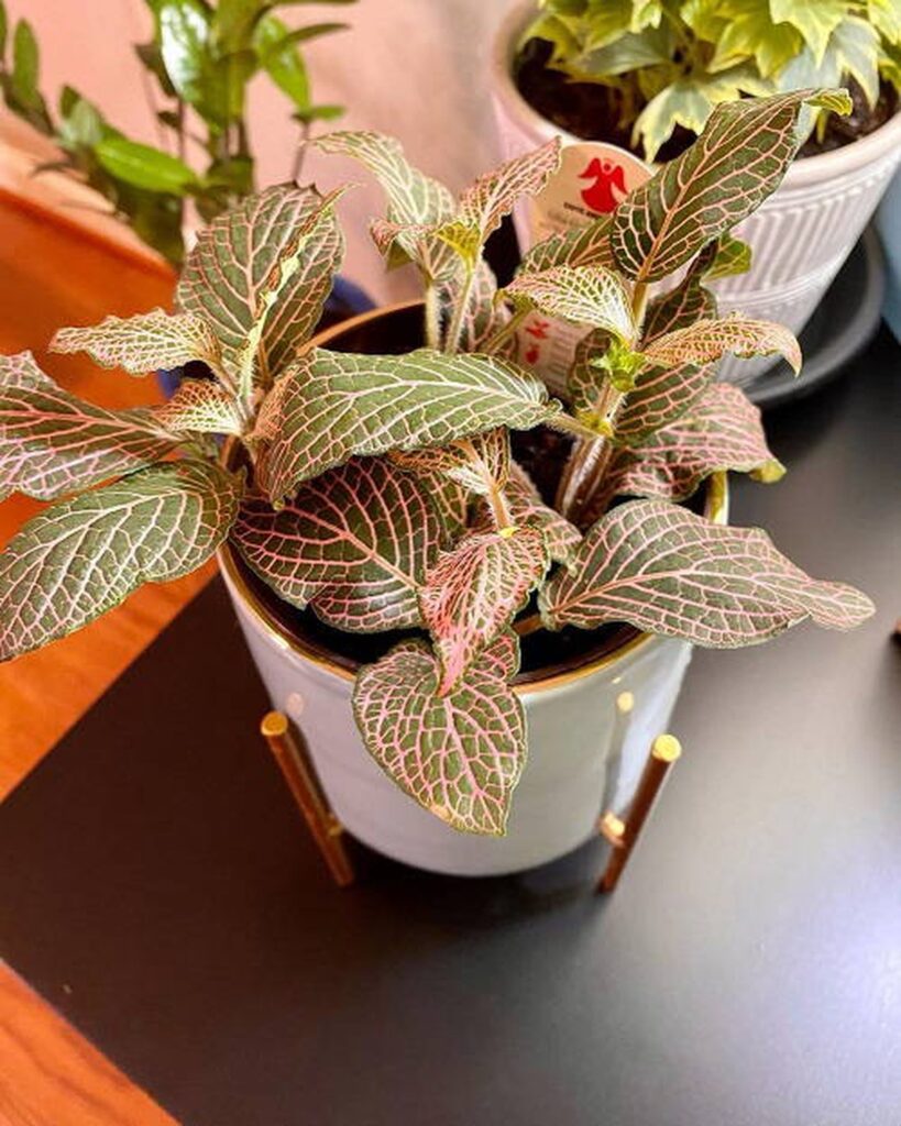 24 Stunning Fittonias to Brighten Your Home - Nerve Plant Varieties