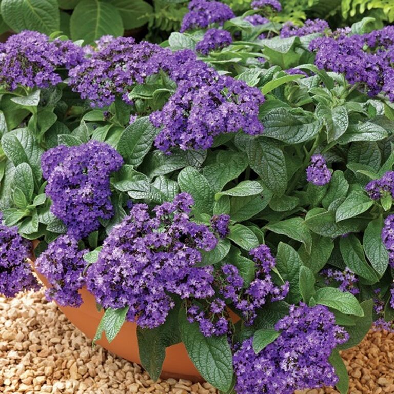 25 Powerful Flowers That Represent Strength - Nature's Warriors!