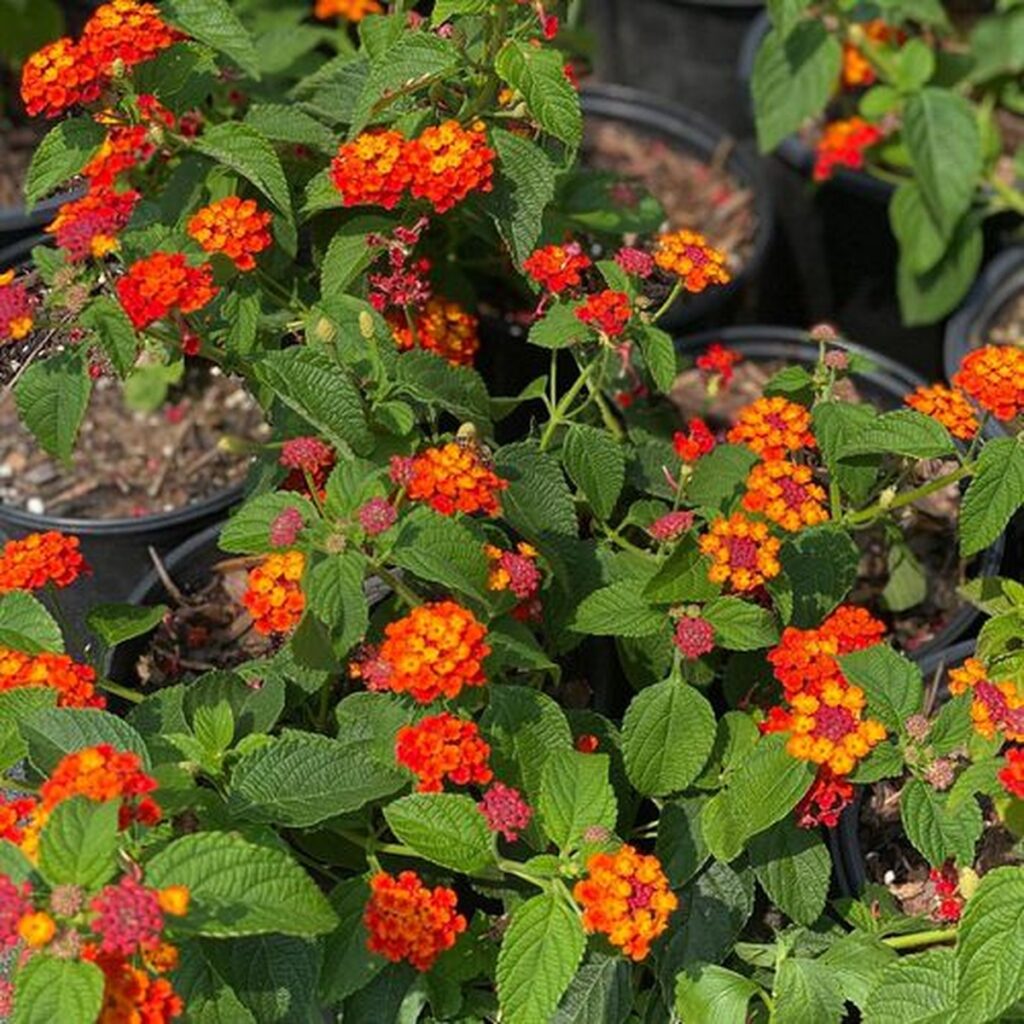 20 Vibrant Types of Lantanas Perfect for Your Garden
