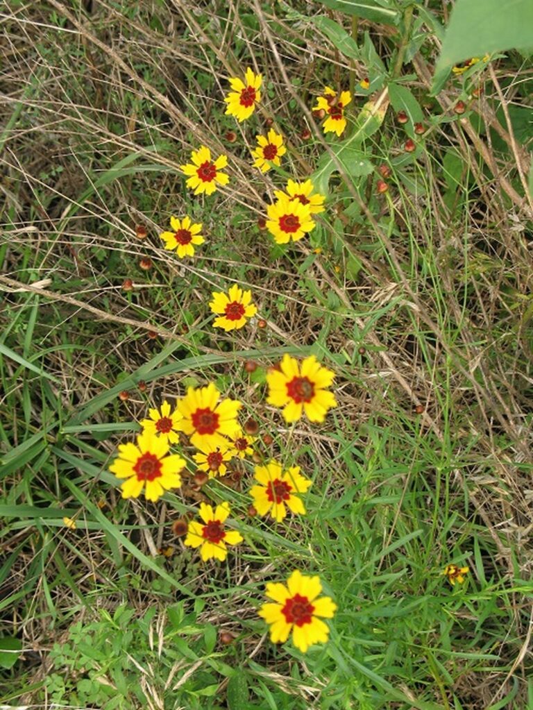 47 Beautiful Native Florida Flowers That Brighten Any Garden