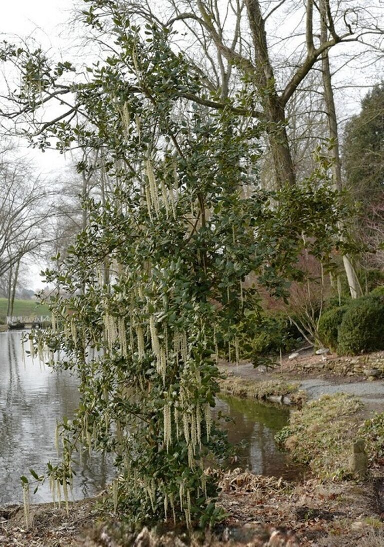 40 Enchanting Trees that Start With T to Explore