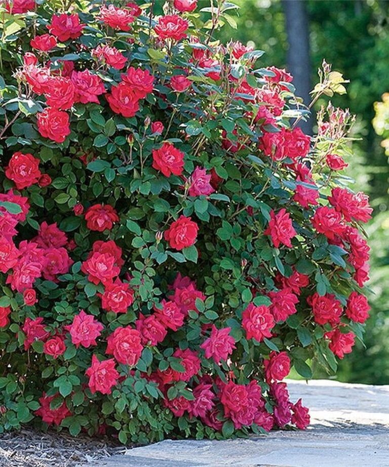 21 Beautiful Thornless Roses That Bring Joy Without Pain