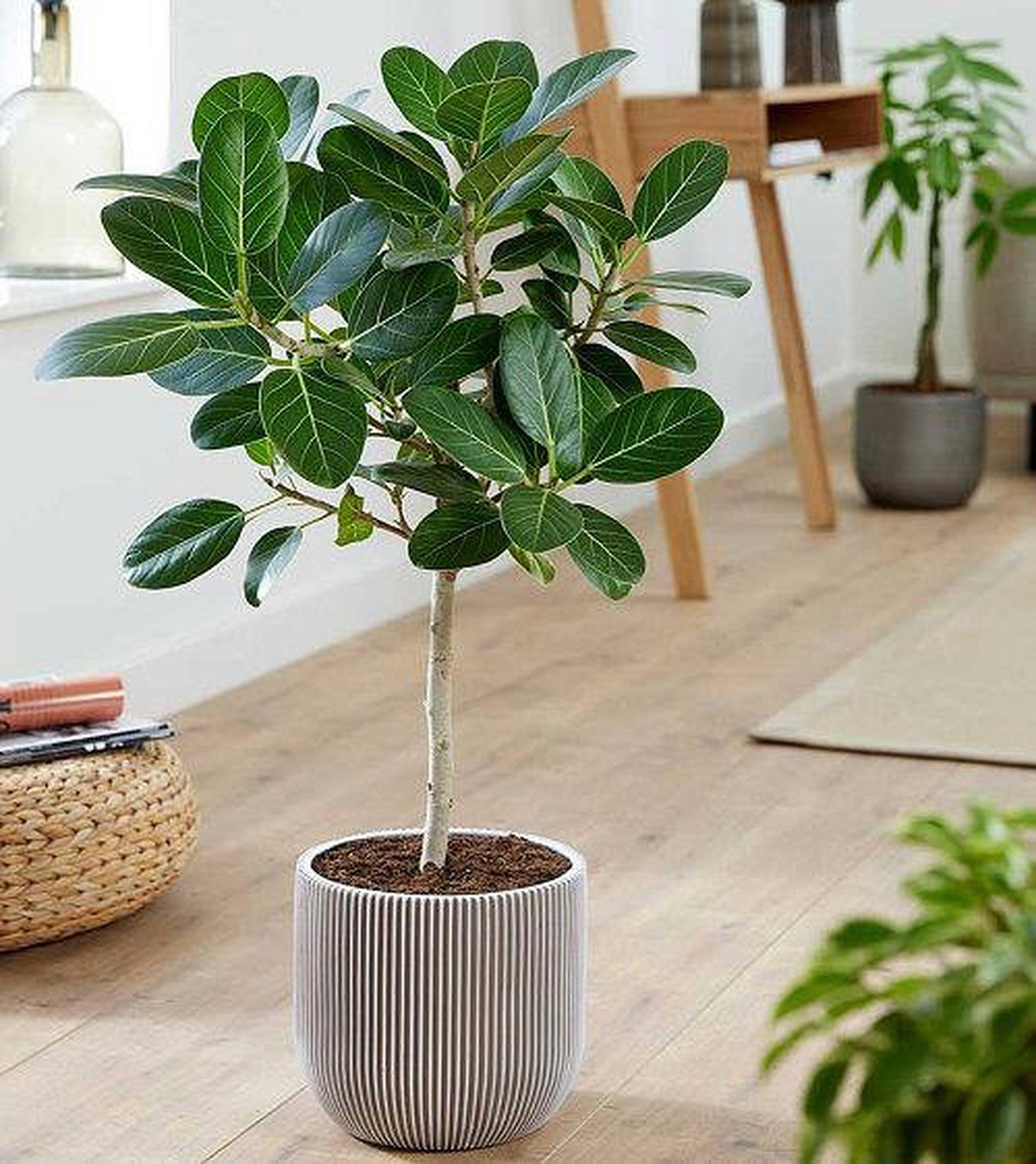 7 Stunning Types of Ficus Lyrata to Brighten Your Space