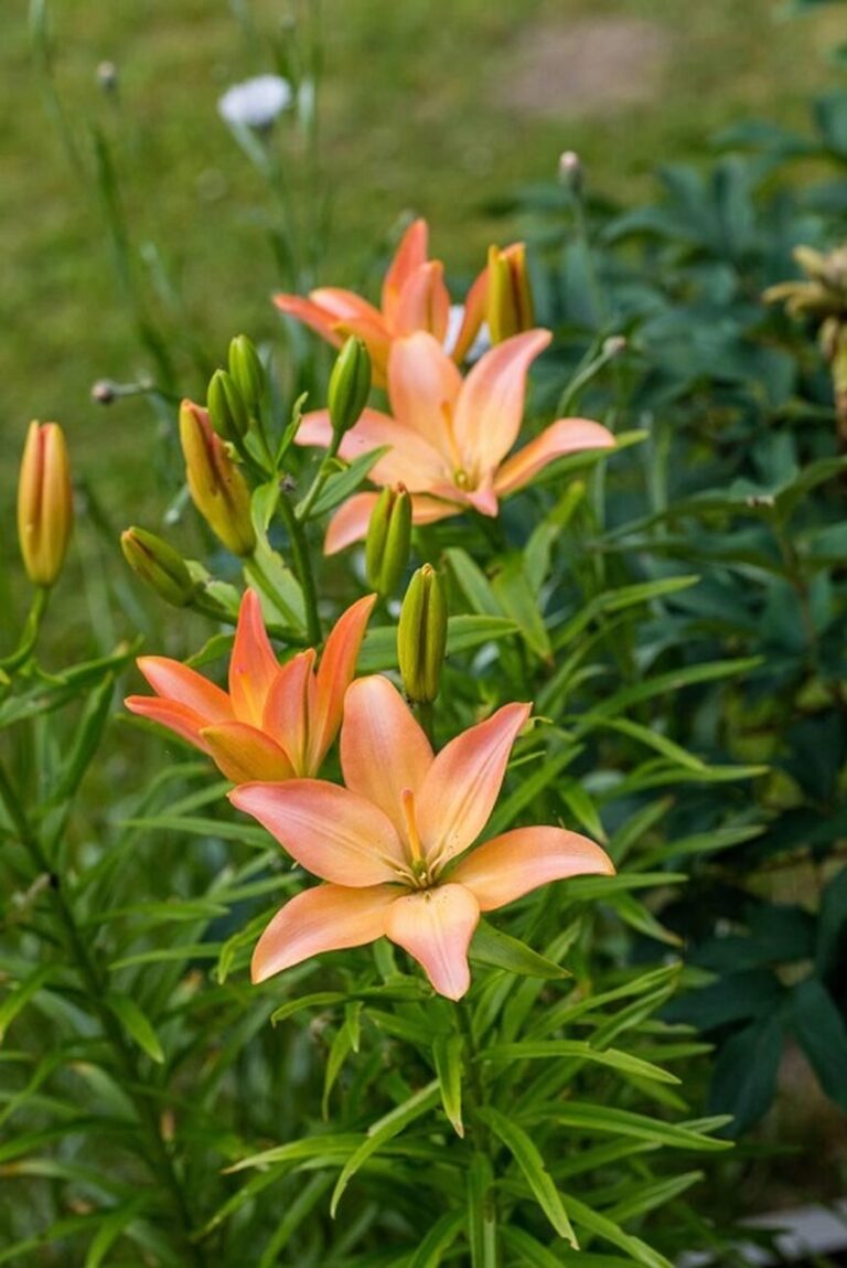 25 Powerful Flowers That Represent Strength - Nature's Warriors!