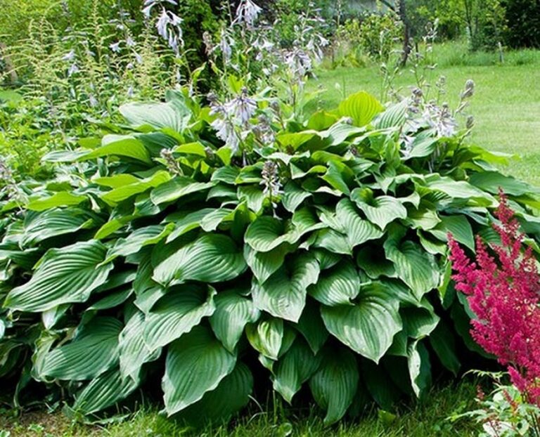 25 Stunning Purple Hostas To Brighten Your Garden Space