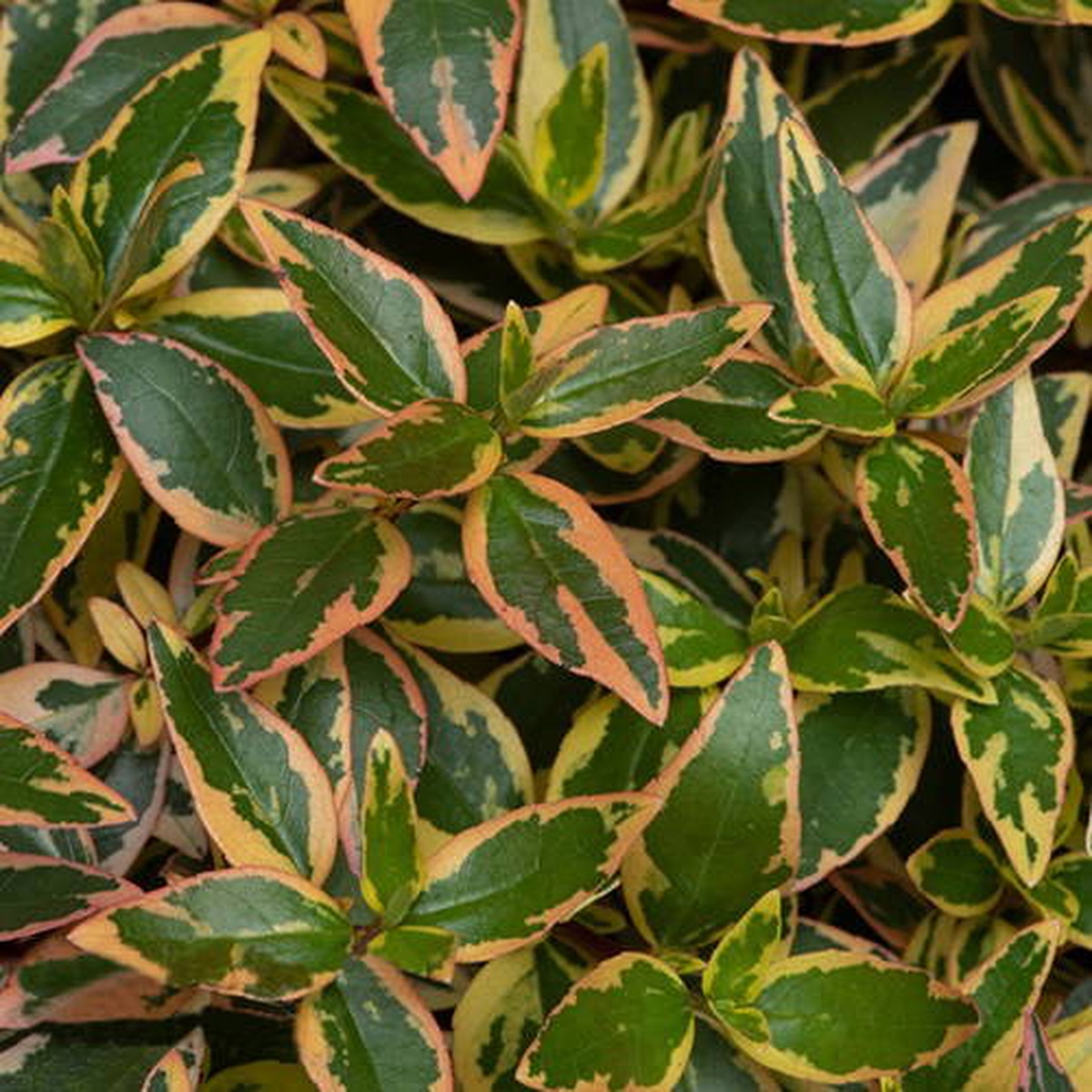 7 Stunning Variegated Hydrangea Varieties for Your Garden
