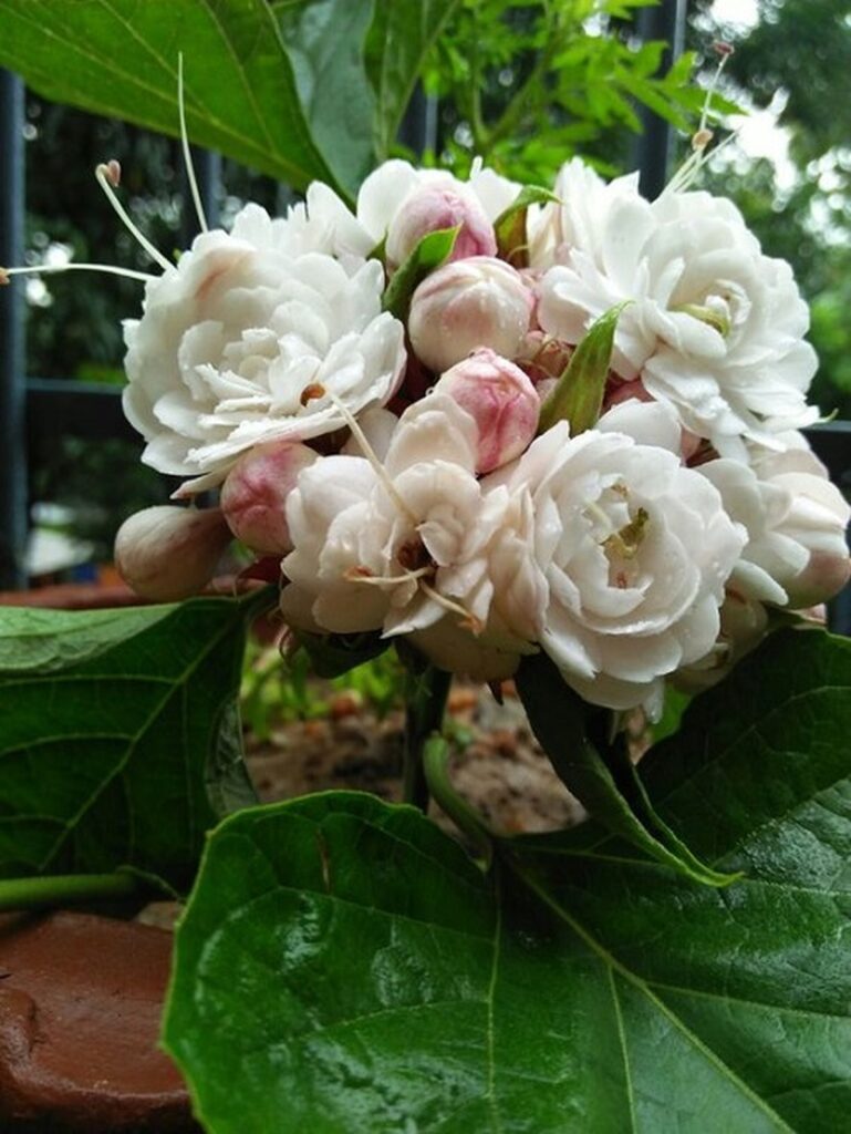 16 Stunning Clerodendrum Varieties That Will Transform Your Garden