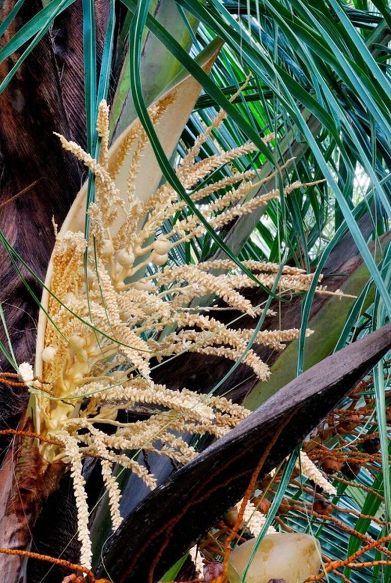 14 Gorgeous Palm Trees that Flower Beautifully in Your Garden