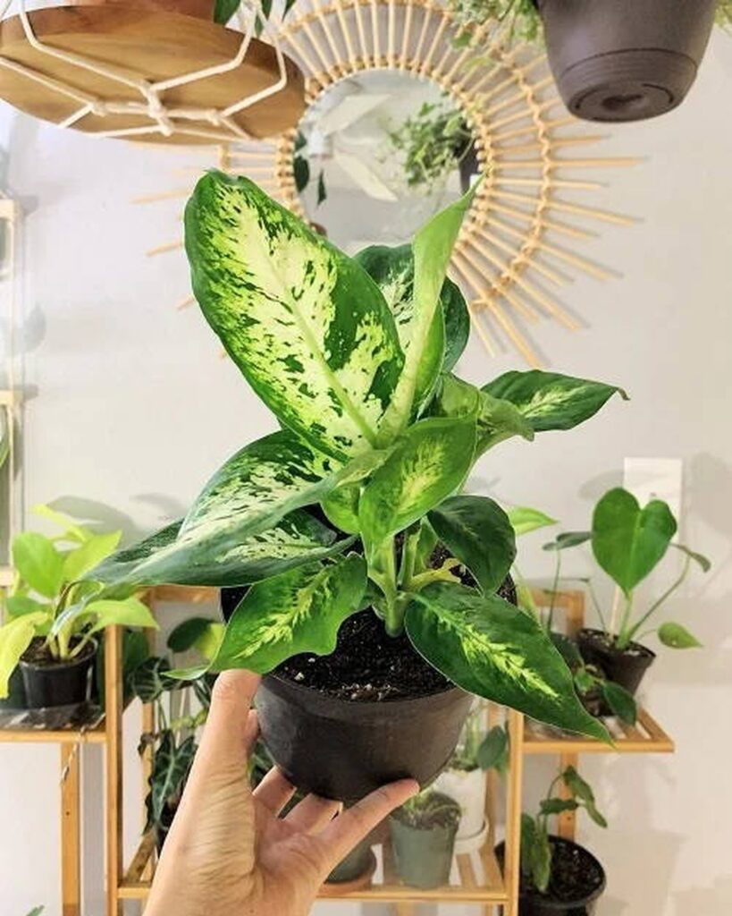 24 Quirky Plants With Bizarre Names That'll Make You Smile