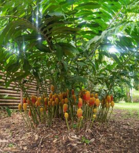 19 Gorgeous Types of Ginger Plants for Your Garden Paradise