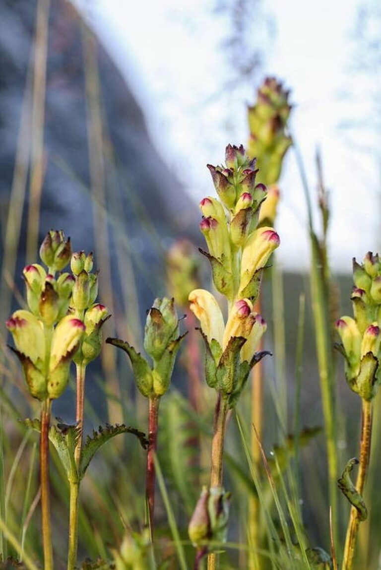 28 Lovely Swedish Flowers That Add Charm